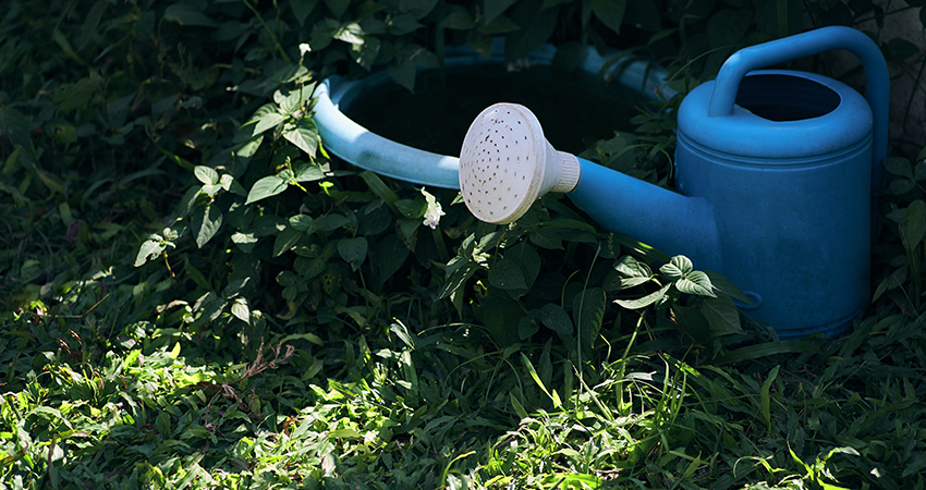 What You Can Grow In Shady Spaces | Nature's Edge Design + Build Landscapes